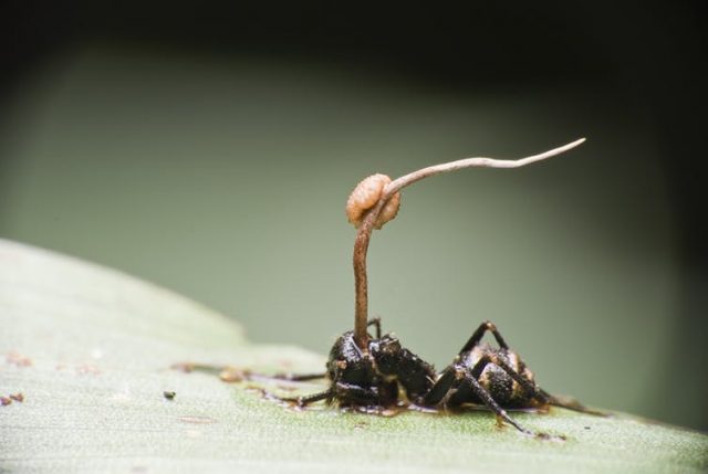 Zombie ants revisited | Earth | EarthSky