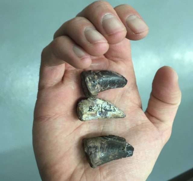 These giant croc-like carnivores terrorized Triassic dinosaurs | Earth ...