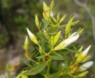 Researchers describe 71 new species in 2019 | Earth | EarthSky