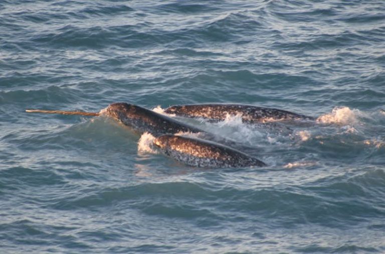Meet the narwhal, 'unicorn of the sea' | Earth | EarthSky