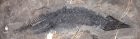 Chance fossil discovery reveals ancient marine reptile | Earth | EarthSky