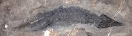 Chance fossil discovery reveals ancient marine reptile | Earth | EarthSky
