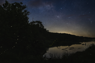 EarthSky | Fireflies: How and why they light up