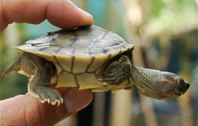 Return of Myanmar's smiling turtle | Today's Image | EarthSky