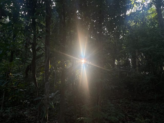 Sunlight through trees in Singapore | Today's Image | EarthSky