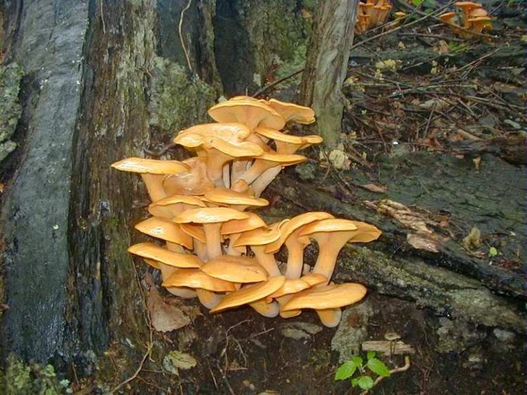 EarthSky | Poison mushrooms: How to tell