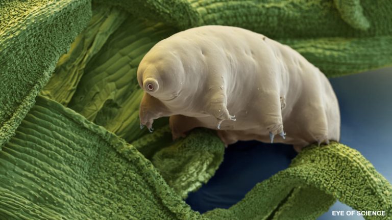 EarthSky | Why NASA sent tiny water bears into space