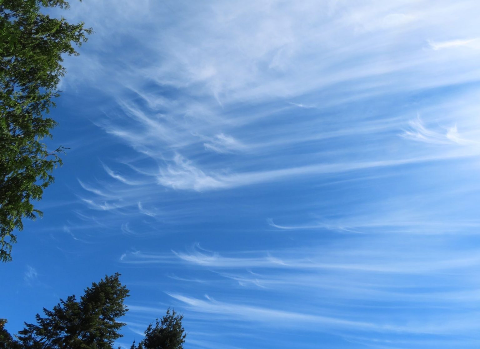 mares tail clouds – cirrus uncinus-Erik warners-Nanaimo BC CN | EarthSky