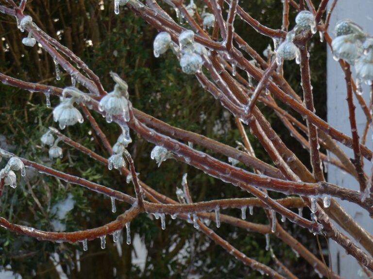 EarthSky | Freezing rain: The beauty and the danger