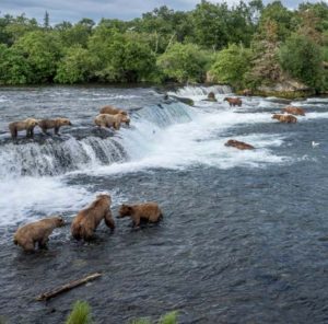 Katmai bear cam season begins now! Livestream here