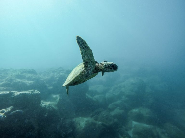 Sea turtles are as old as dinosaurs: Lifeform of the week