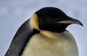 Emperor penguins: A report from the Antarctic