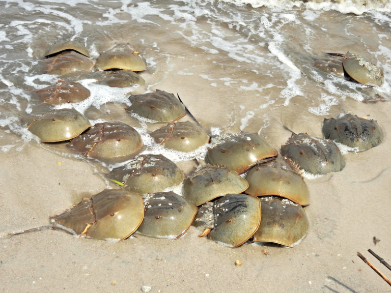 Shorebirds in Delaware Bay: 2024’s spring migration