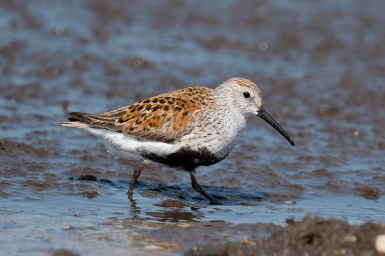 Shorebirds in Delaware Bay: 2024’s spring migration