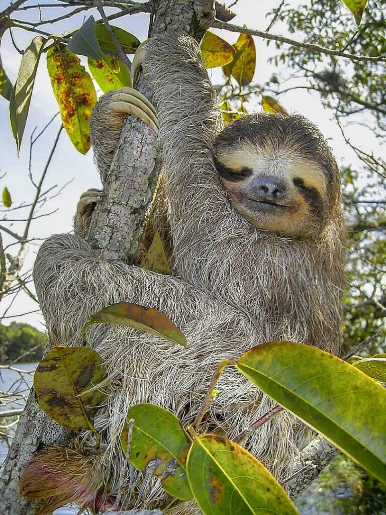 Sloths are our calm and smiley lifeform of the week