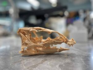 New dog-sized burrowing dinosaur discovered in Utah
