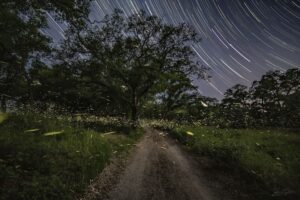 What are star trails, and how do I photograph them?