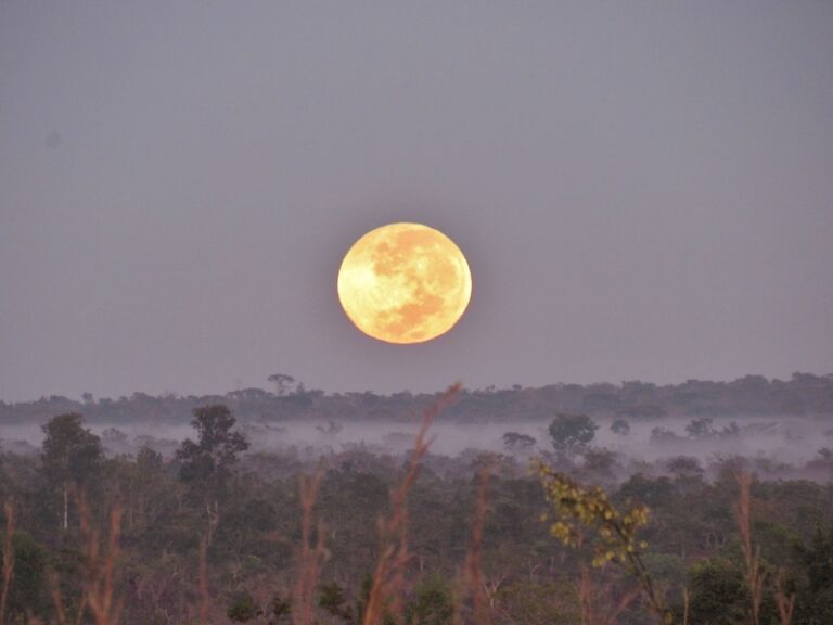 Some tropical mammals shy away from the full moon