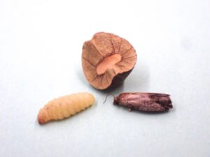 Mexican jumping beans are sensitive to the color of light