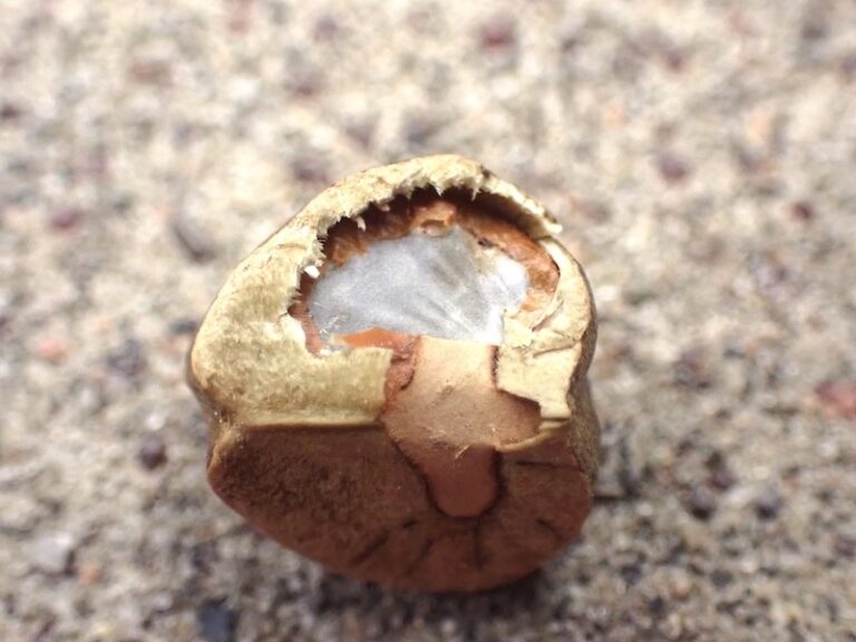 Mexican jumping beans are sensitive to the color of light