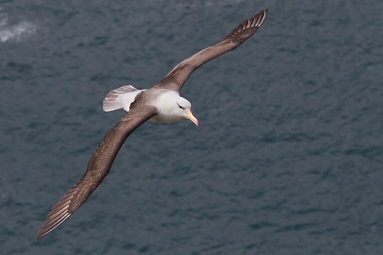 It’s hard for albatrosses to feed in stormy conditions