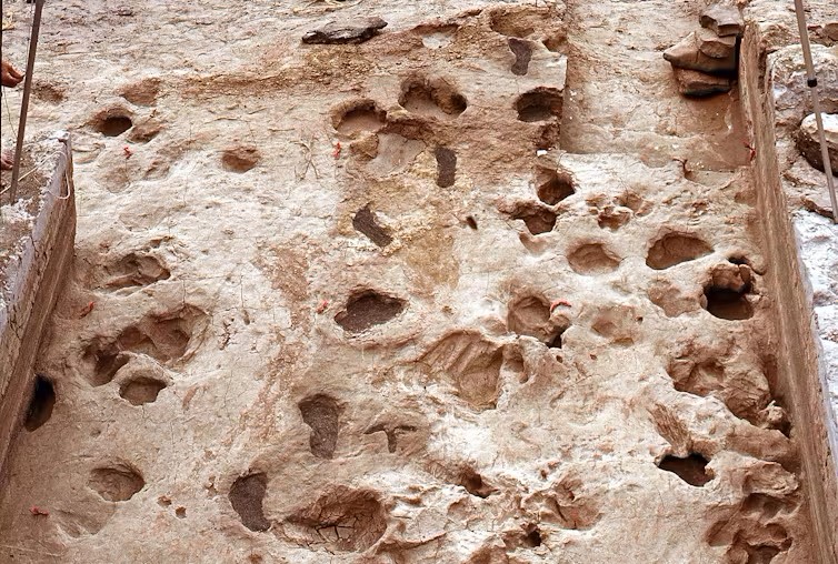 A meeting of 2 ancient human species in fossil footprints