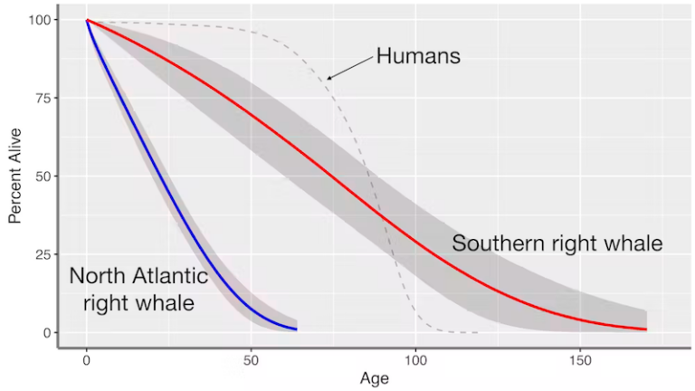 Right whales have a longer lifespan than scientists thought