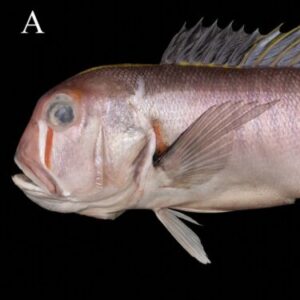 New fish species named for Princess Mononoke