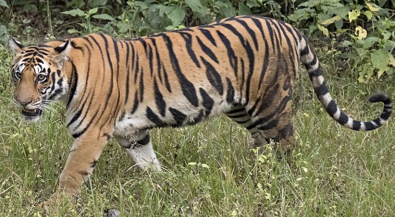 Tigers in India see remarkable population recovery