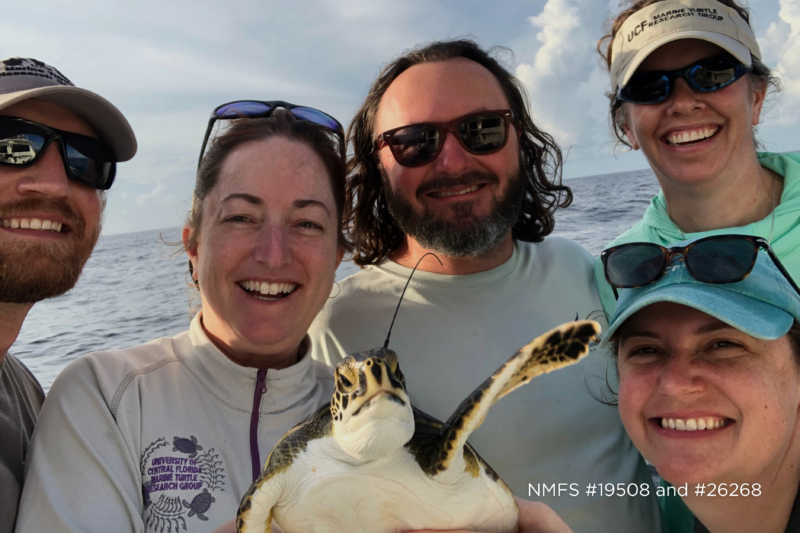 Juvenile sea turtles might be active swimmers