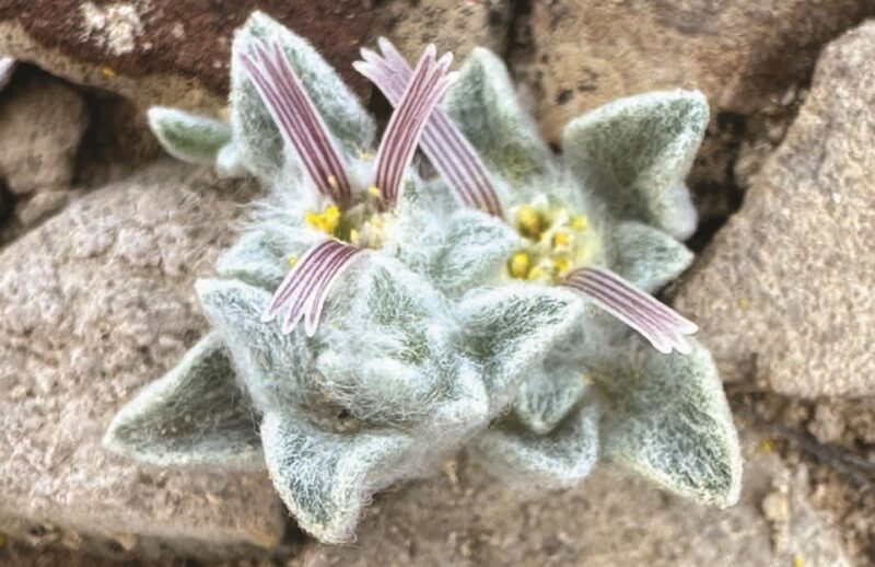Wooly devil is new plant species discovered at Big Bend