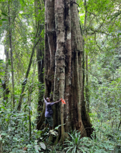 New tree is a towering East African giant of the rainforest