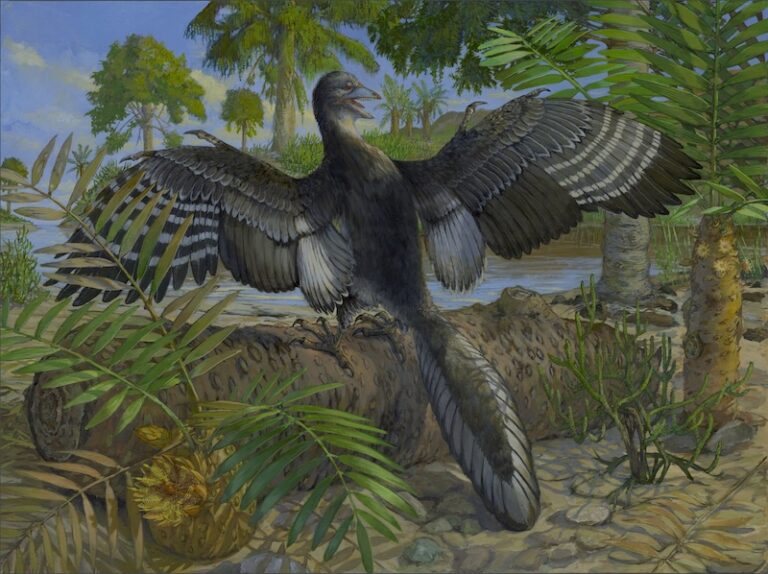How did dinosaurs become birds? This fossil offers insights