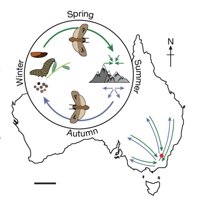 Australian bogong moths navigate using starlight, says study