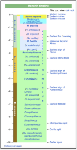 Human evolution complexity revealed in new African fossils