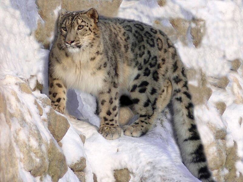 Meet the snow leopard: the ghost of the mountains