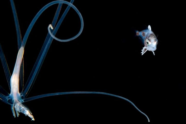 Blackwater photography reveals new fish-anemone interactions