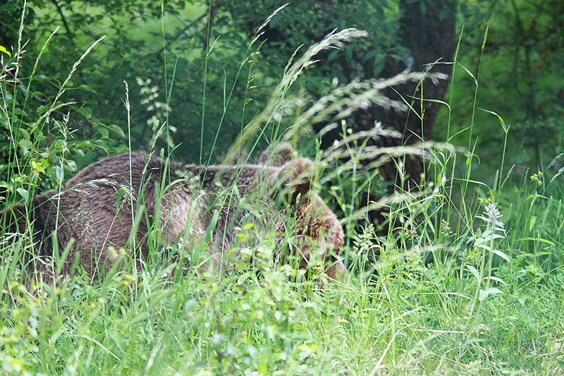 Brown bears in central Italy are becoming less aggressive