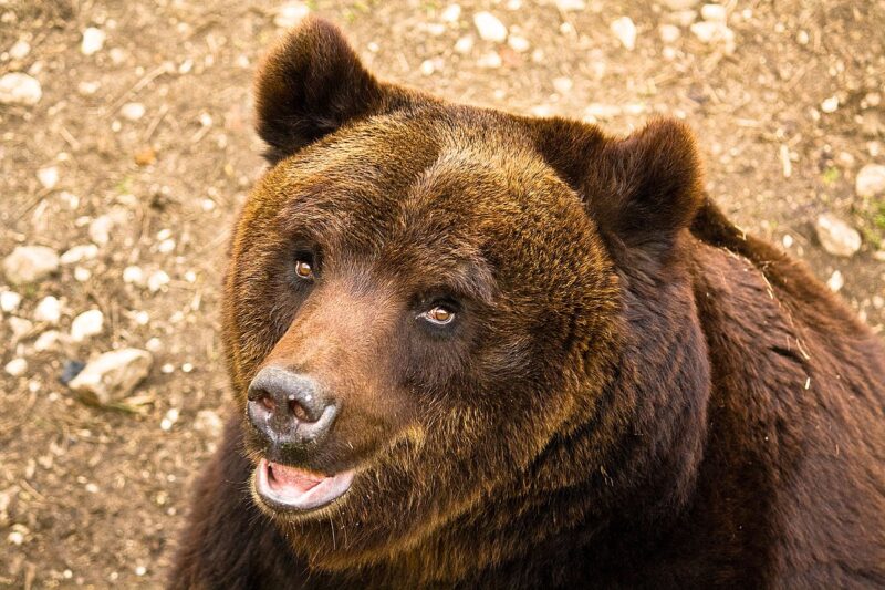 Brown bears in central Italy are becoming less aggressive