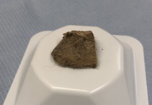 New clues to woolly rhino extinction found in wolf’s stomach