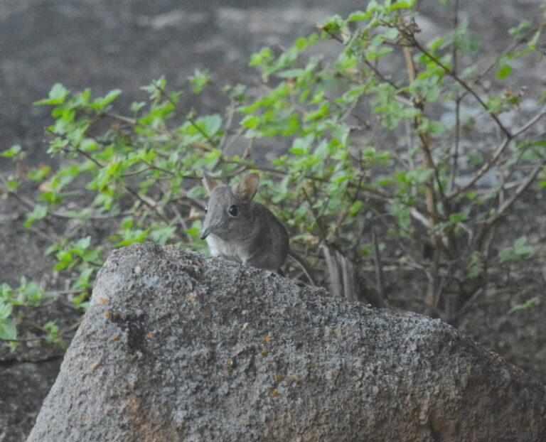 The elephant shrew is a long-snouted speedster