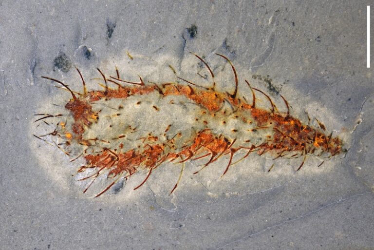 Rare fossils of mass extinction survivors found in China