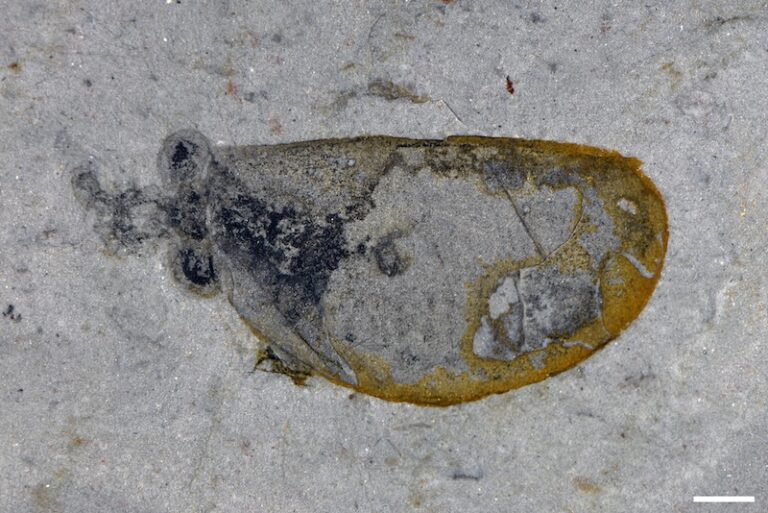 Rare fossils of mass extinction survivors found in China