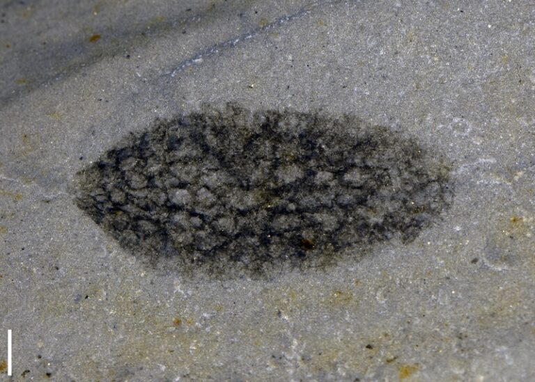 Rare fossils of mass extinction survivors found in China