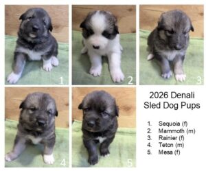The Denali sled dog puppy cam is now live!